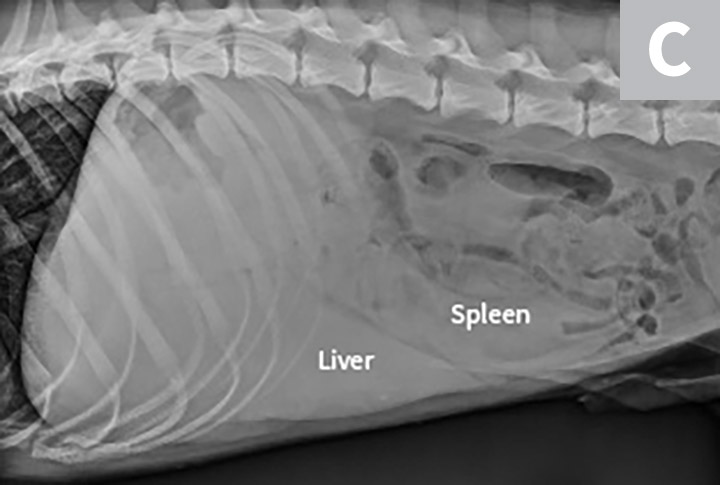 Hepatobiliary Imaging with Radiography & Ultrasonography: Liver ...