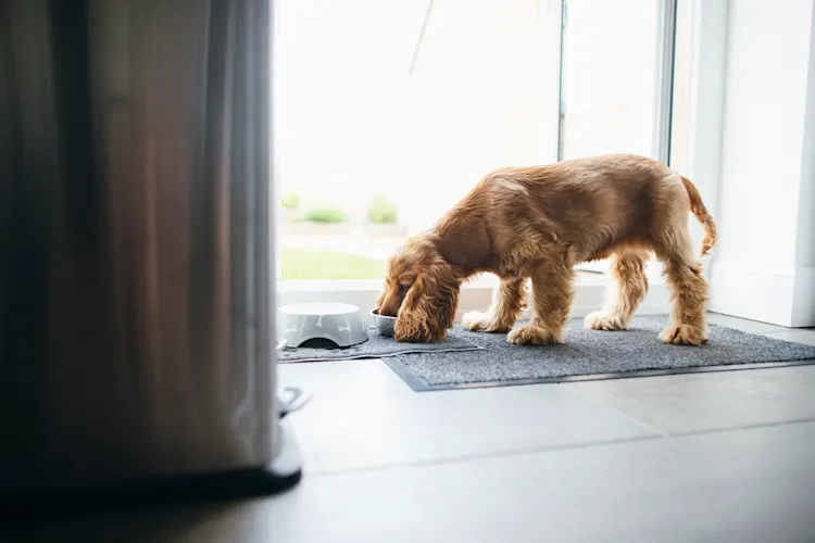 Updates in Acute Canine Pancreatitis