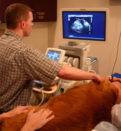 Ultrasonography in Practice: Practical Considerations | Clinician's Brief