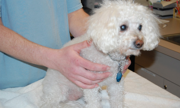 Polyuria & Polydipsia in a Dog