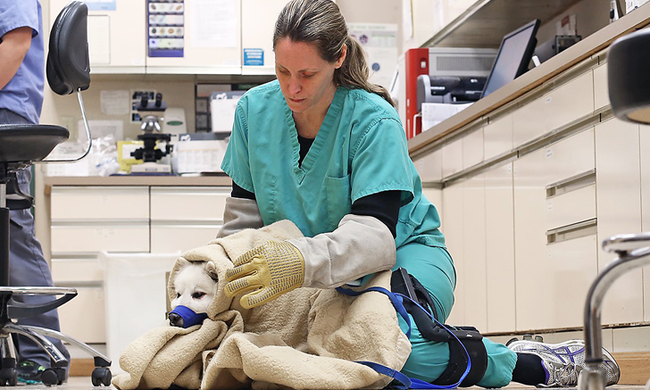 Handling Aggressive Dogs