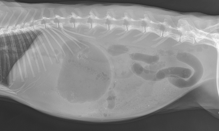 Gastric Dilation & GI Obstruction in Rabbits
