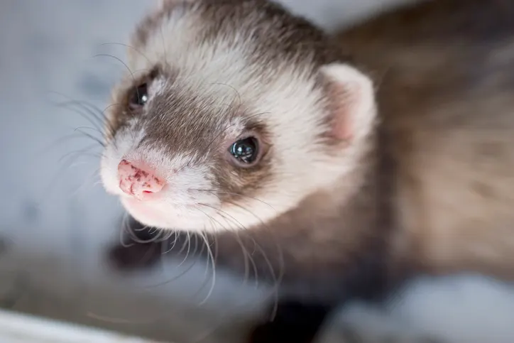 Stranguria in a Male, Neutered Ferret