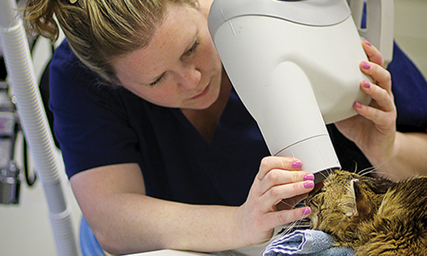 Dental Radiographs: Positioning Is Everything