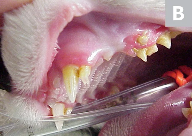 Pelvic Limb Lameness in a Cat