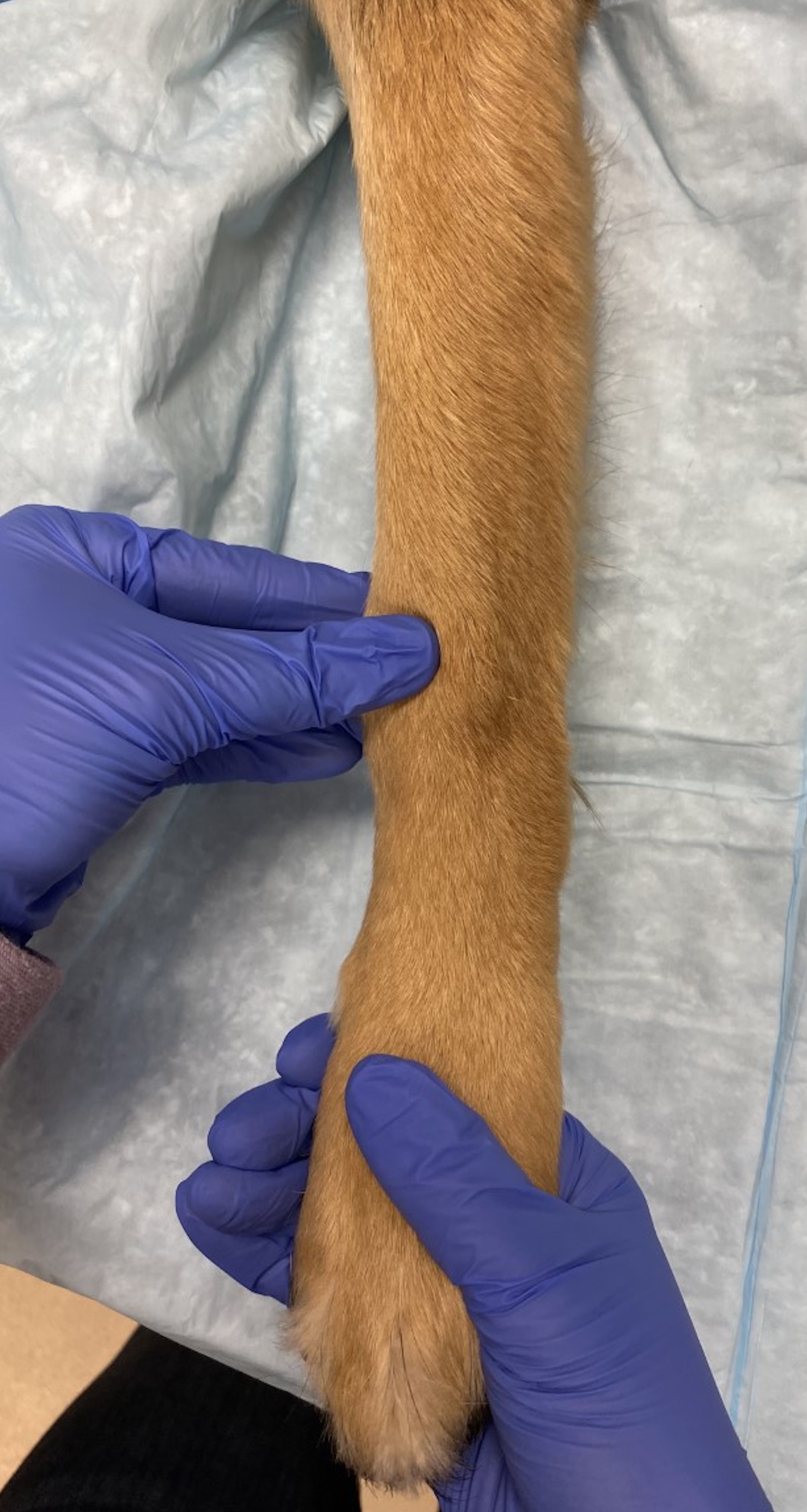 Localizing Thoracic Limb Lameness on Orthopedic Examination in Dogs ...
