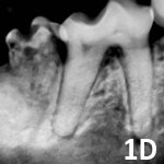 Tooth Resorption in Dogs | Clinician's Brief