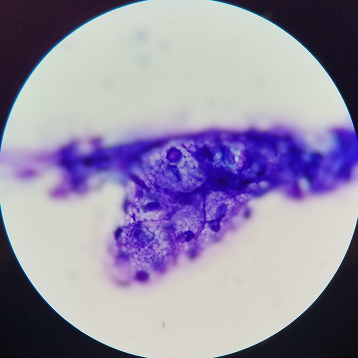 Vaginal Discharge in Intact Dogs | Clinician's Brief