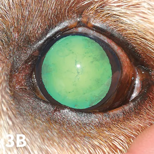 Nuclear Sclerosis vs Cataracts in Dogs & Cats | Clinician's Brief