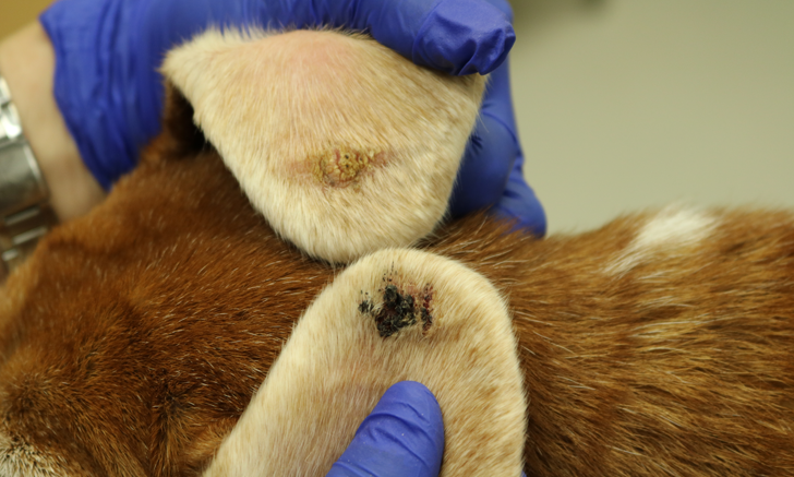 Podcast: Dermatologic Indications for Pentoxifylline in Dogs with Dr ...