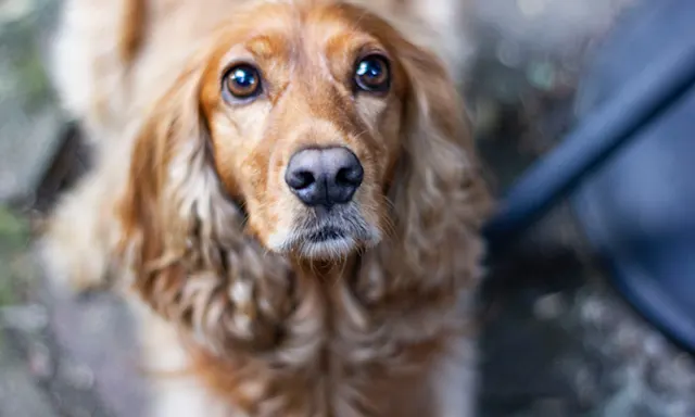 Differential Diagnosis: Proteinuria in Dogs