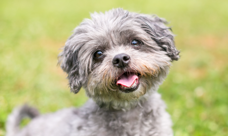 Botryoid Neutrophils & Inappropriate Rubricytosis in a Dog | Clinician ...