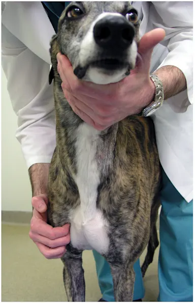 Orthopedic Examination of the Forelimb in the Dog: Guide