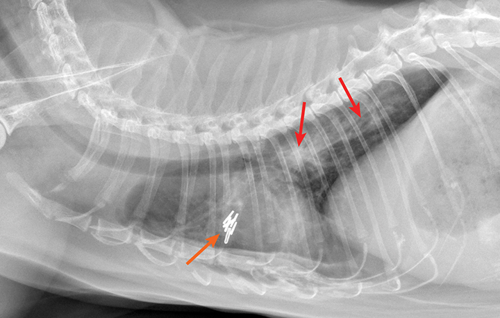 Common Pulmonary Diseases in Cats | Clinician's Brief
