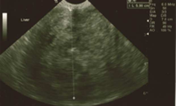 Refractory Seizures in a Dog