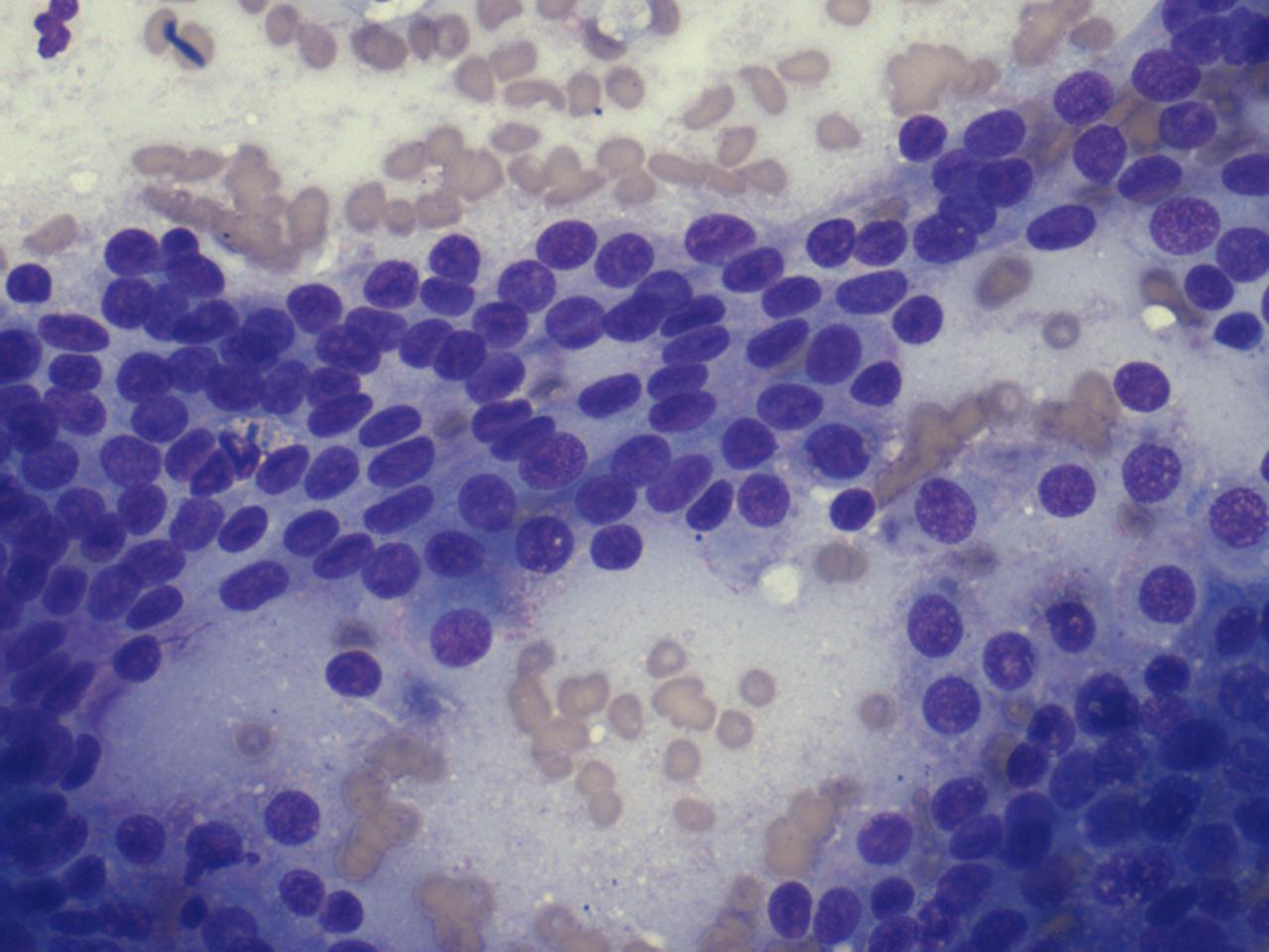 Top 6 Conditions Found During Canine Rectal Examination | Clinician's Brief