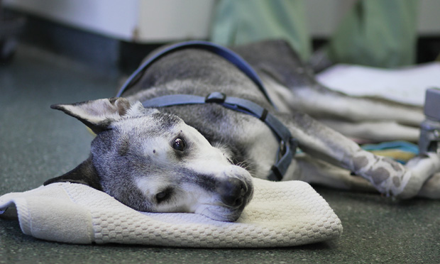 How to Help Pet Owners Handle Euthanasia | Clinician's Brief