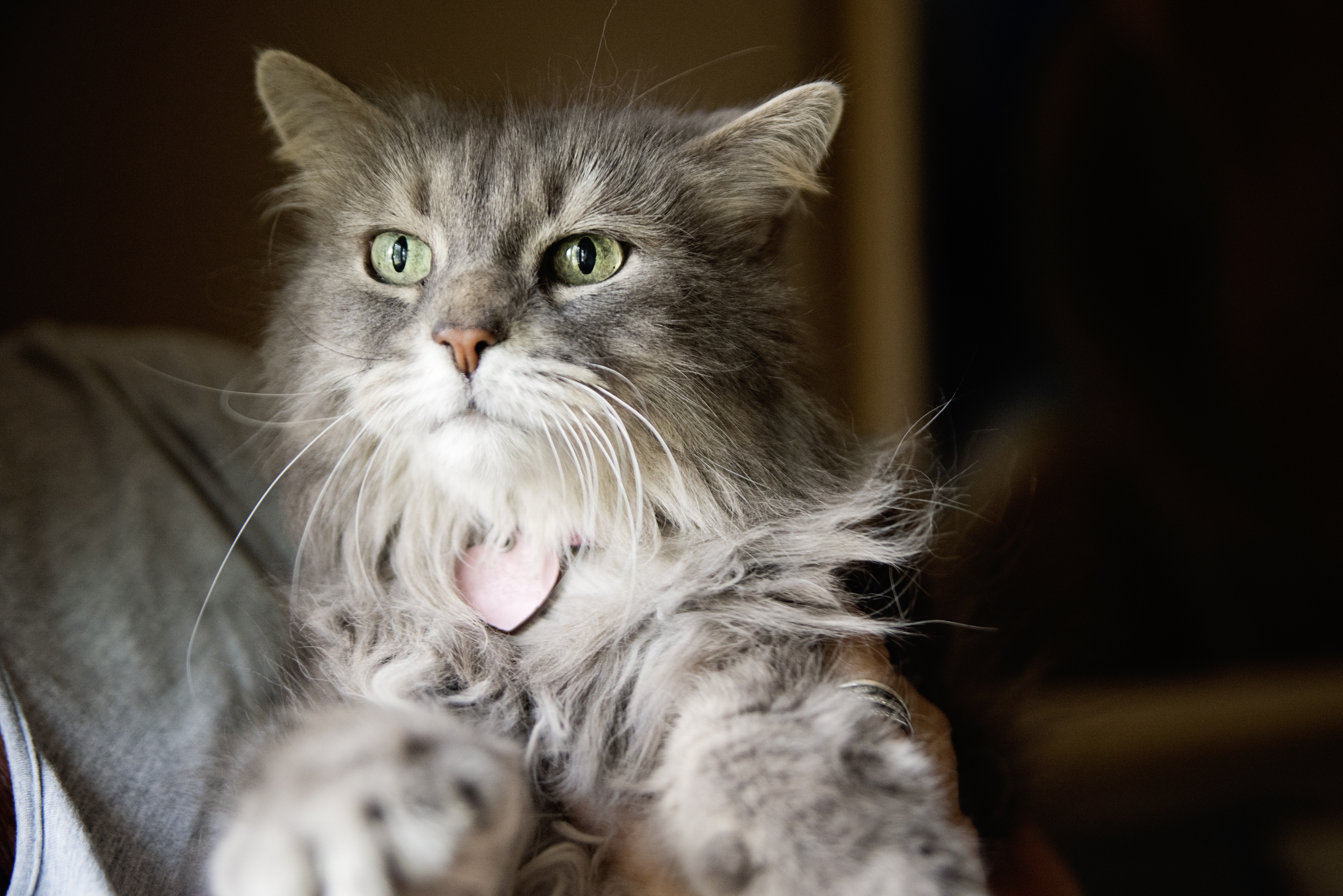 Molidustat in the Management of Nonregenerative Anemia in Feline ...