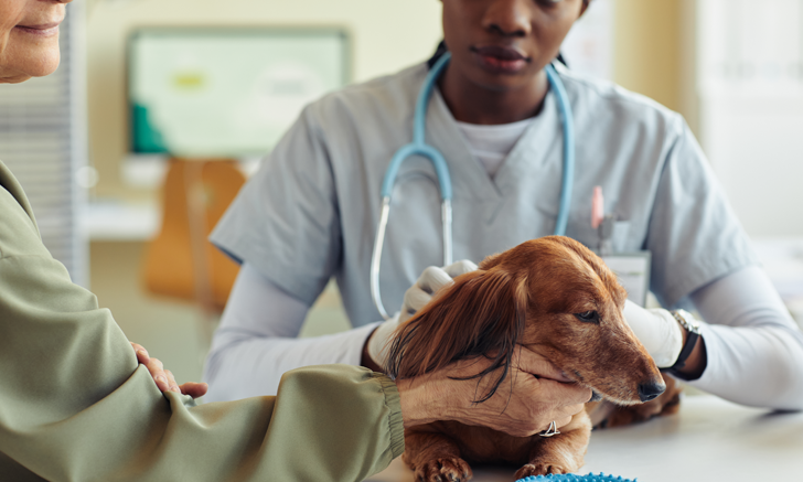 Gilvetmab Now Available to Treat Canine MCTs, Melanoma