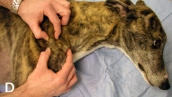Orthopedic Examination of the Forelimb in the Dog | Clinician's Brief