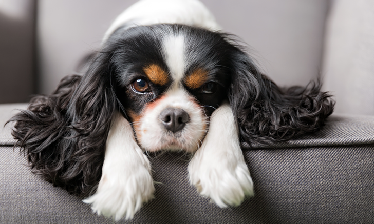 Differential Diagnoses for Thrombocytopenia