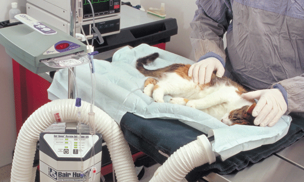 Promoting Smooth Anesthetic Recovery