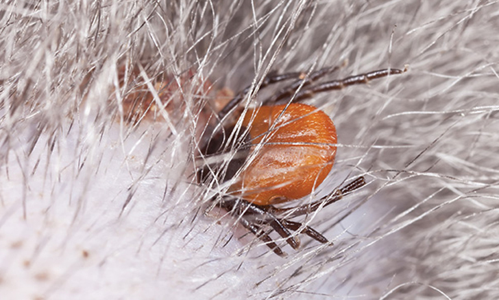 Quiz: Tick Fast Facts