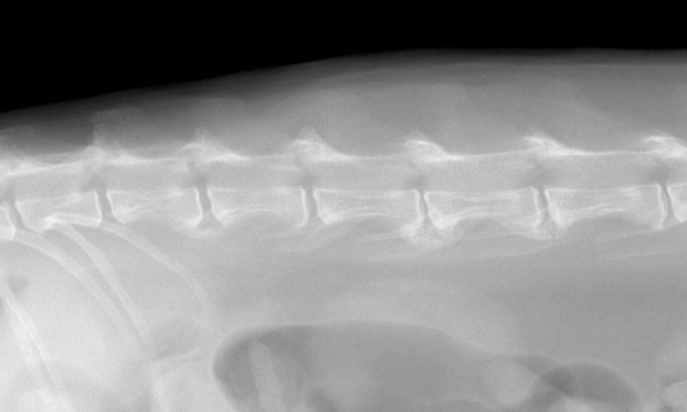 Feline Degenerative Joint Disease Part 1: Diagnosis