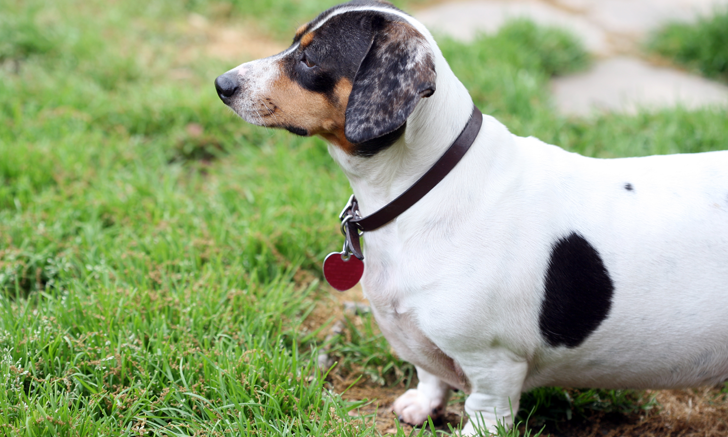 Bromethalin Rodenticide Ingestion in Dogs: Effects, Outcomes