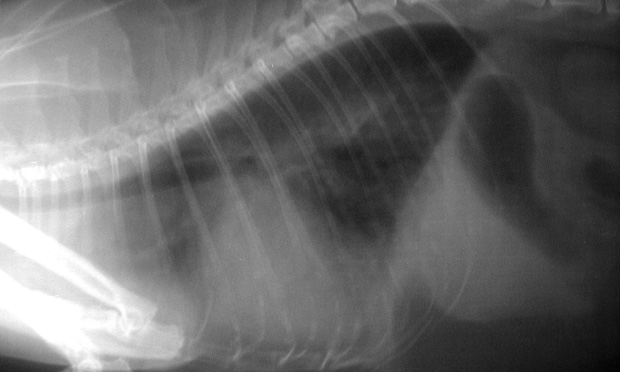 Feline Aortic Thromboembolism: Profile, Diagnosis, Treatment
