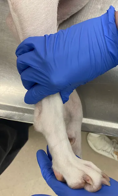 Identifying Canine Hindlimb Lameness on Orthopedic Exam
