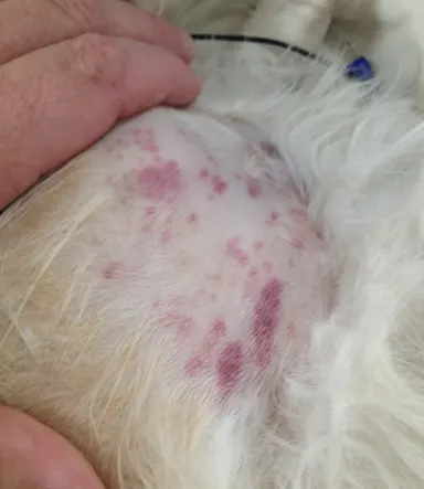Treating Immune-Mediated Thrombocytopenia in Dogs | Clinician’s Brief