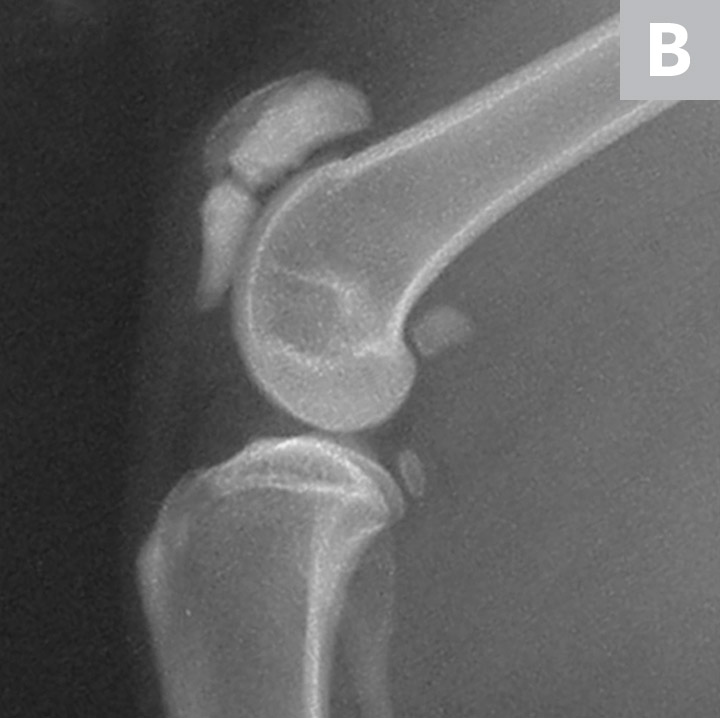 Pelvic Limb Lameness in a Cat | Clinician's Brief