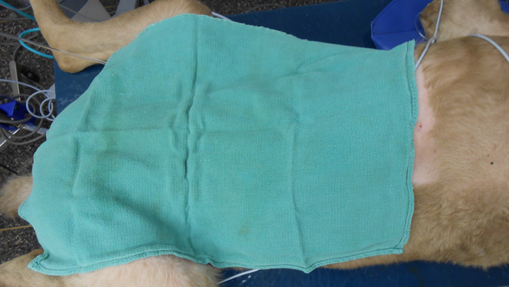 Preoperative Surgical Site Preparation | Clinician's Brief