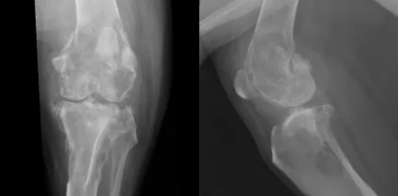 Clinical Image: What Is This Dog’s Most Likely Diagnosis?