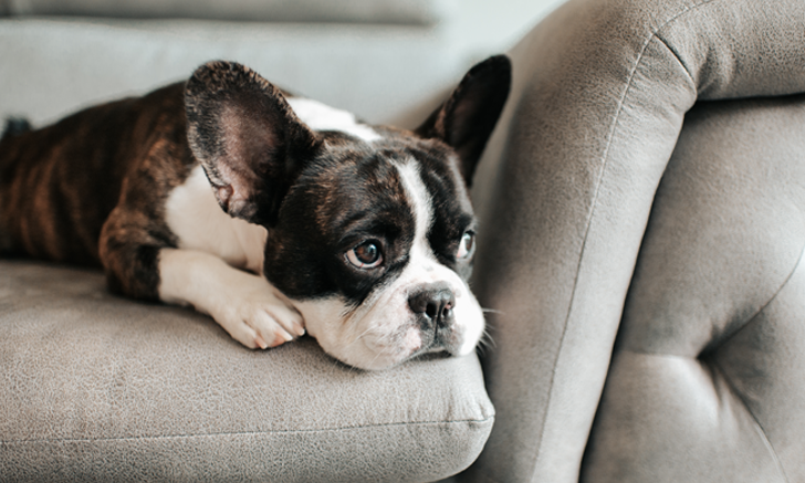Recent Updates on Brachycephalic Airway Syndrome