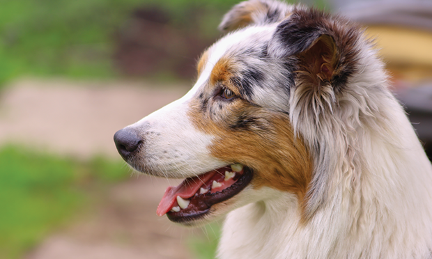 The Drooling Drunken Dog | Clinician's Brief