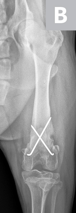 Dog Femur Fracture
