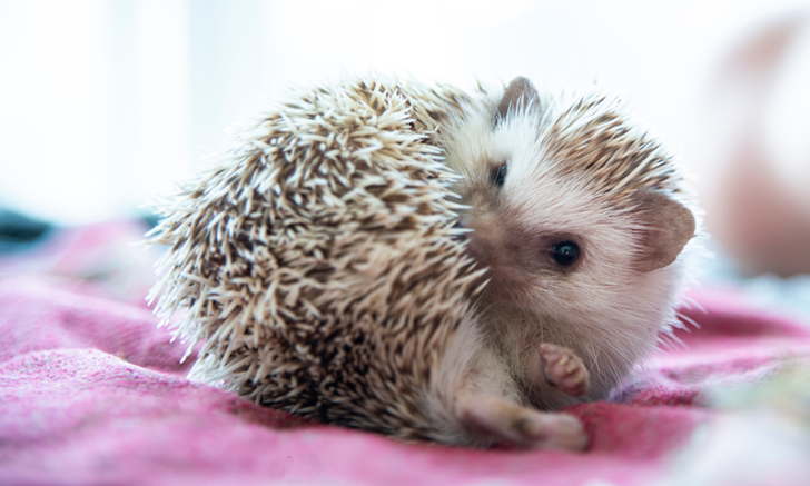 Sedation in African Pygmy Hedgehogs