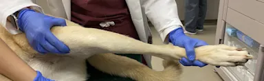 Identifying Canine Hindlimb Lameness | Clinician’s Brief