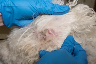 Treating Immune-Mediated Thrombocytopenia in Dogs | Clinician’s Brief