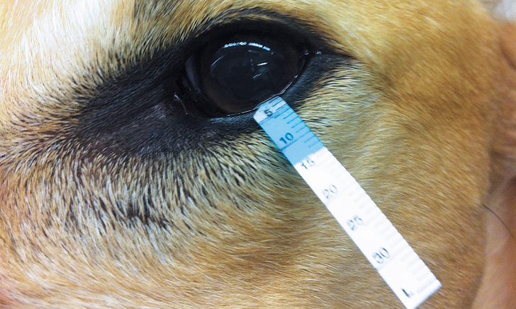 Decreased Tear Production in Dogs