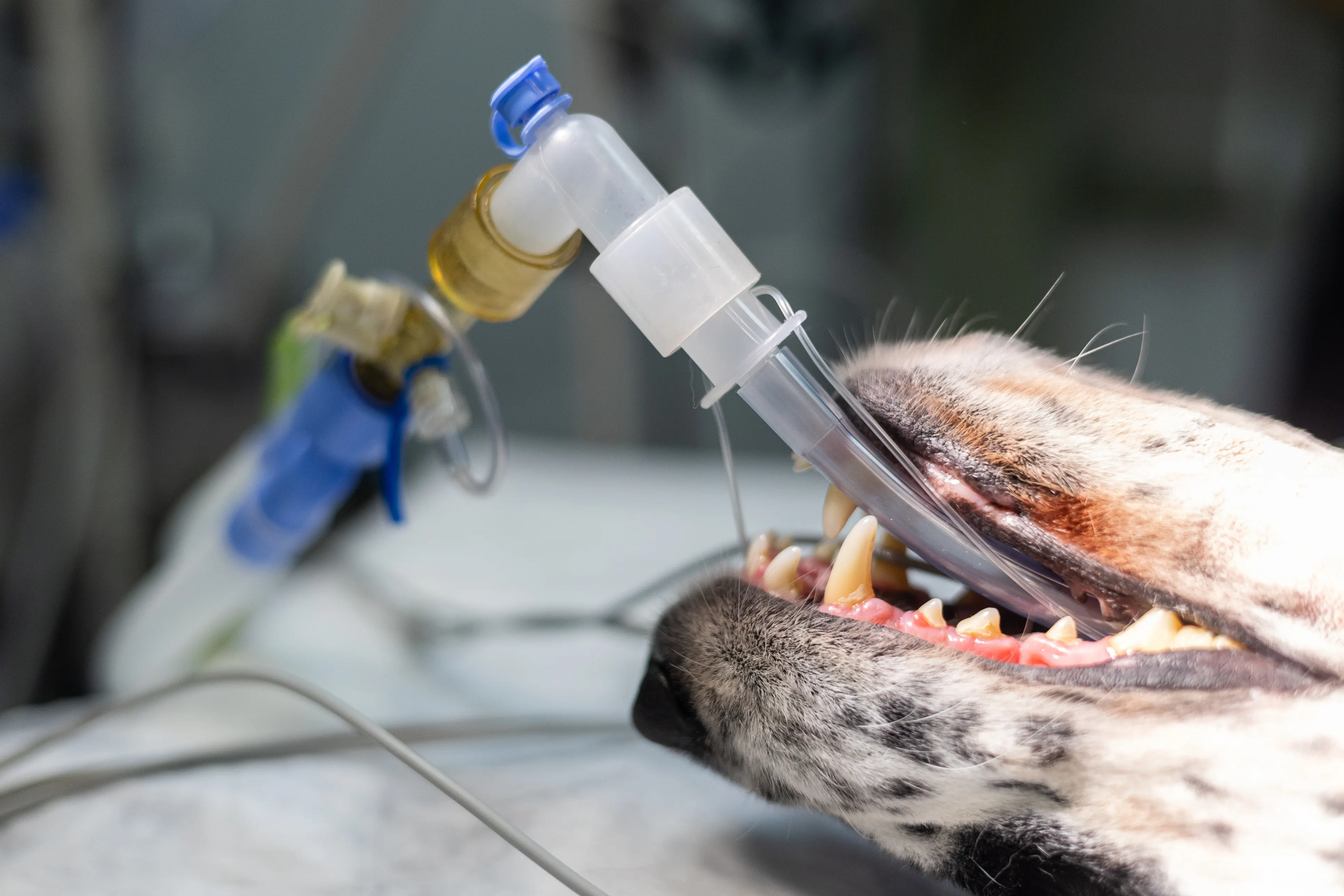 Mechanical Expiratory Obstruction: A Canine Anesthesia Case