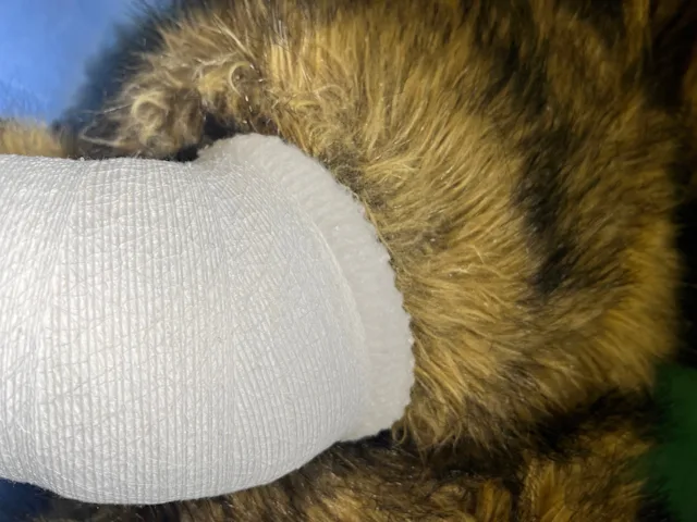 Application of a Modified Robert Jones Bandage in Dogs & Cats