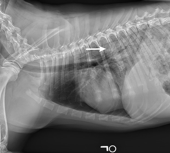 Clinical Image: What Condition Does This Puppy Have?