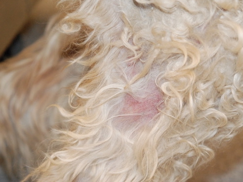 Top 5 Preventive Care Tips for Dogs & Cats with Cancer | Clinician's Brief