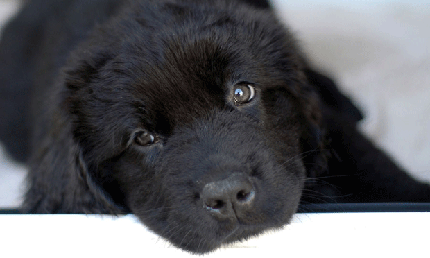 Advice for Clients with New Puppies