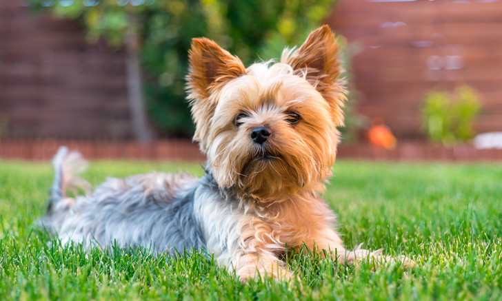 Differential Diagnosis: Increased & Decreased Blood Urea Nitrogen