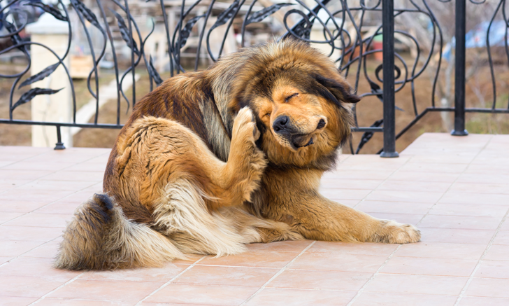 Treating Seborrheic Disorders