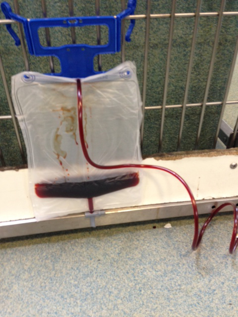 Blood Transfusion in Dogs | Clinician's Brief